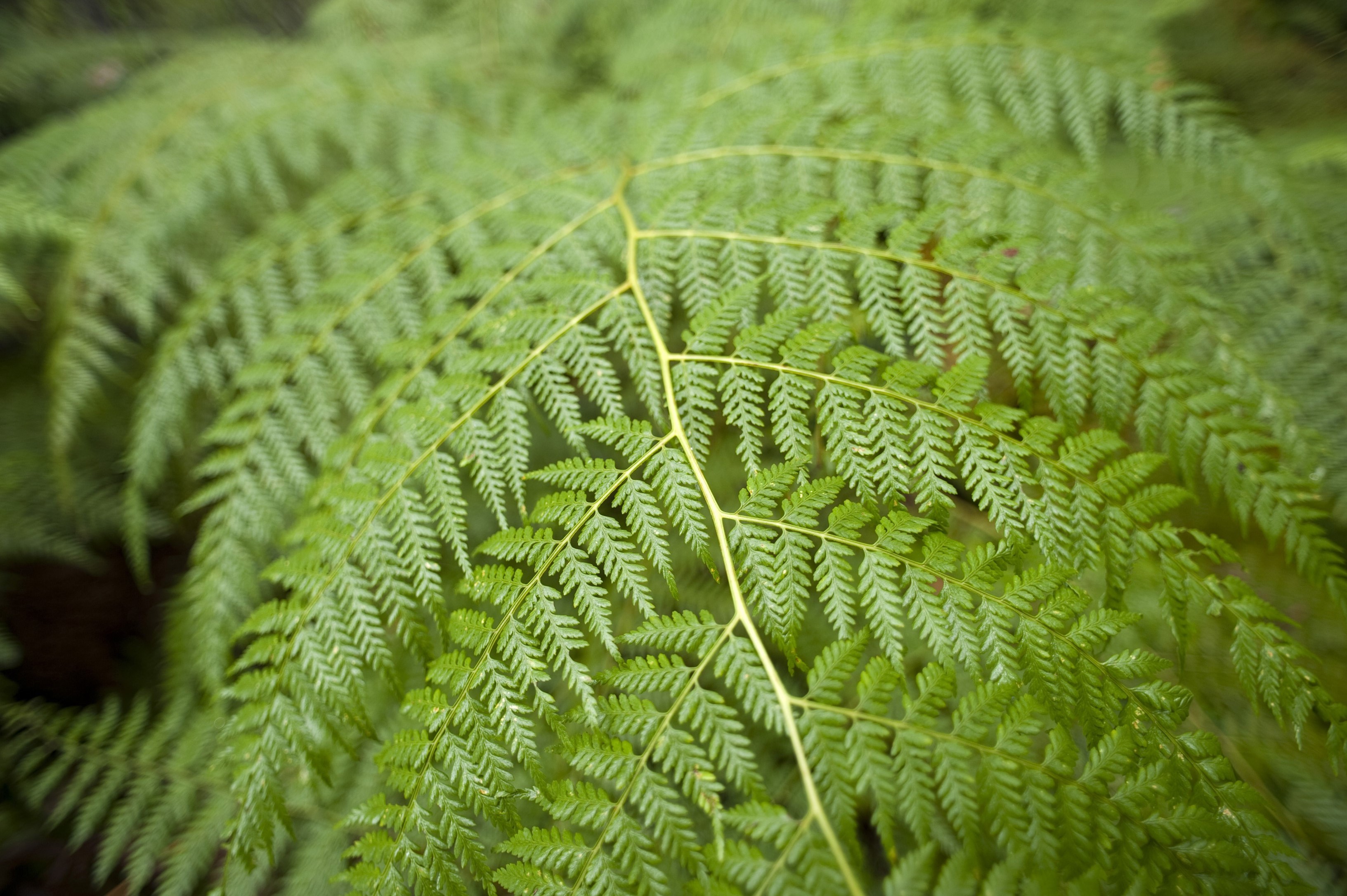 Free Stock photo of Fern frond | Stockmedia.cc